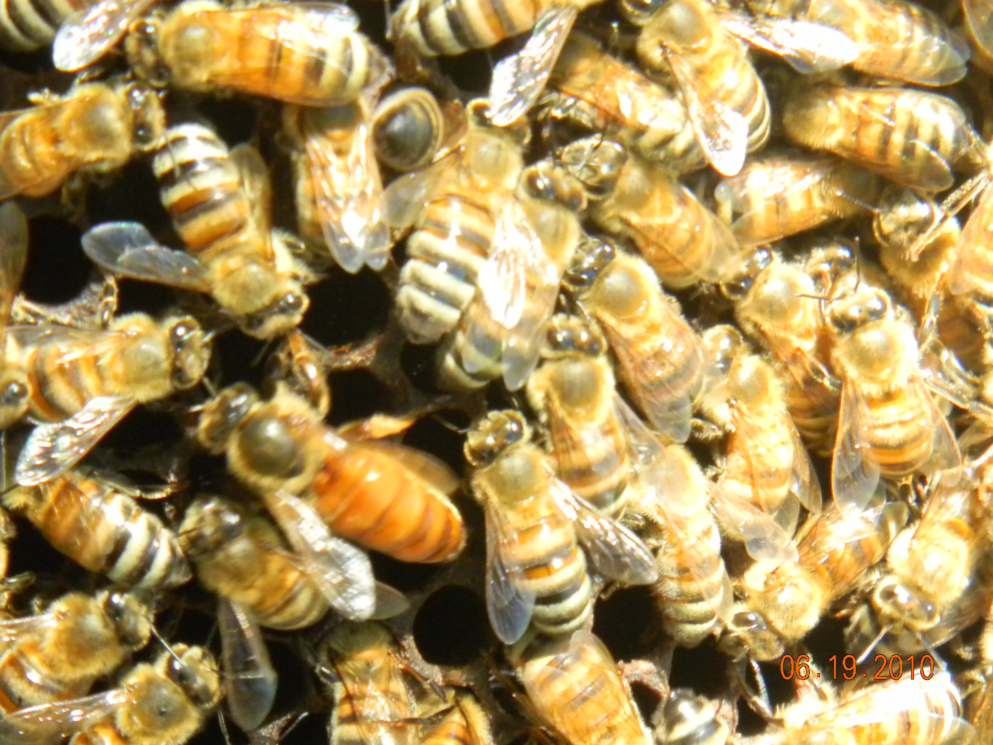 Learn About Bees | fresh Indiana honey